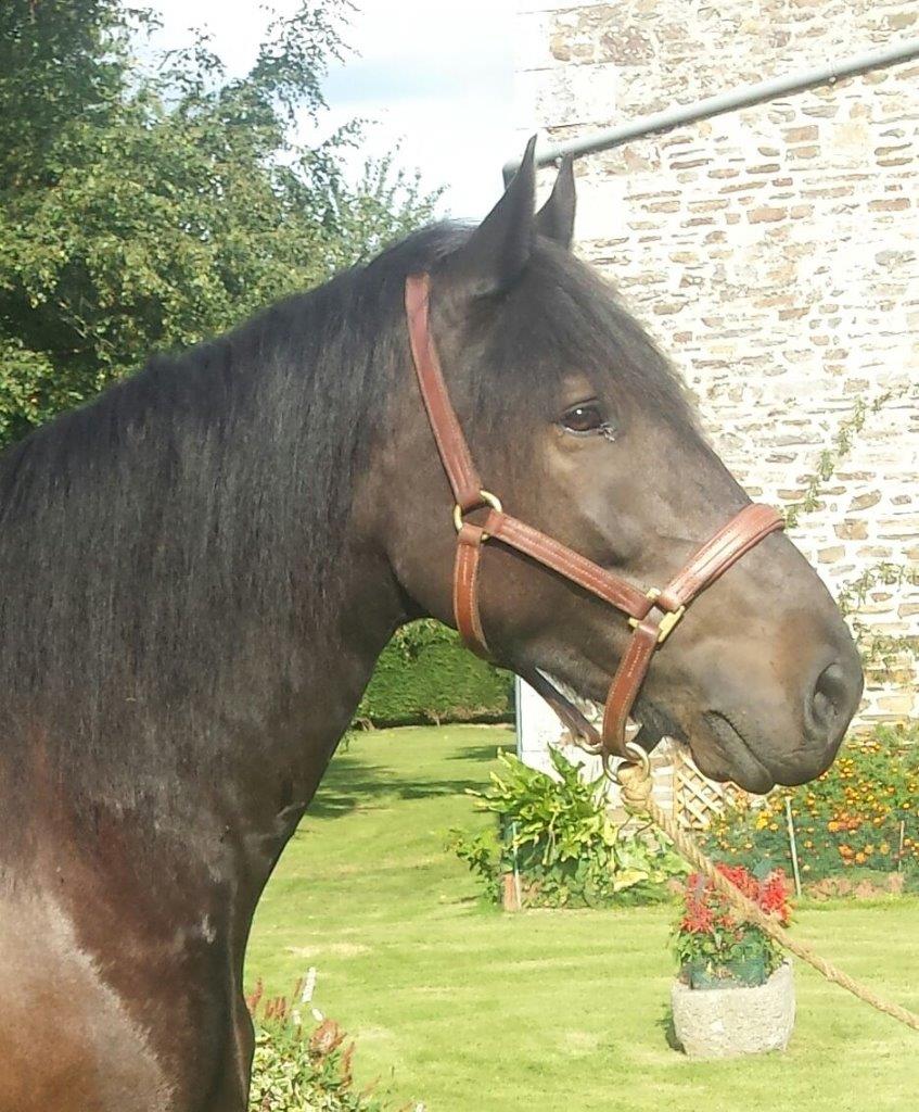 The Process | www.normandycobs.com